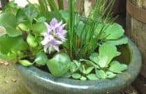 Best Roses for Backyard Gardens | Home, Garden and Homestead