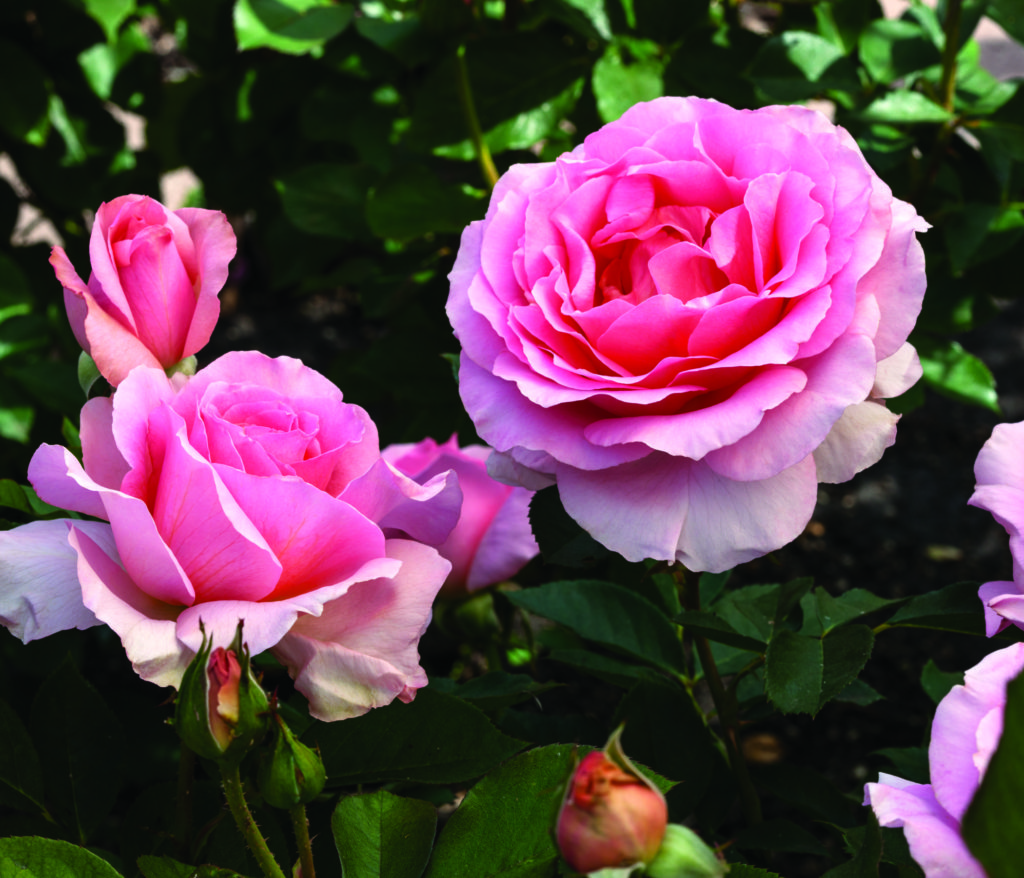Best new roses for your garden - Home, Garden and Homestead