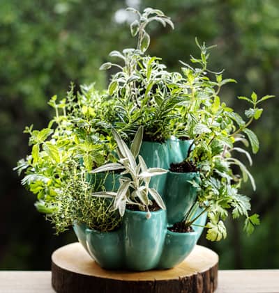 Gifts for Gardeners this Holiday Season | Home, Garden and Homestead