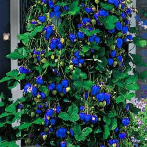 Beware of Fake Seed Scams Online - Garden and Homestead