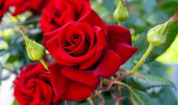 Home, Garden & Homestead -- Put Down Some Roots With Us