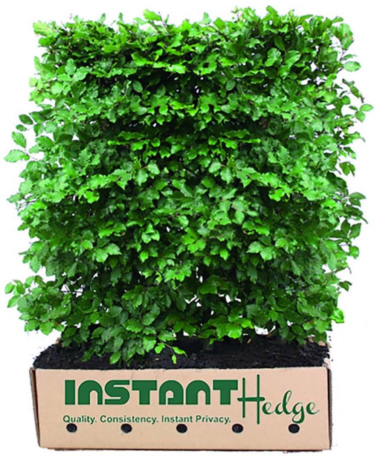 2020 Green Thumb Awards Honor New Plants and Garden Products - Home ...