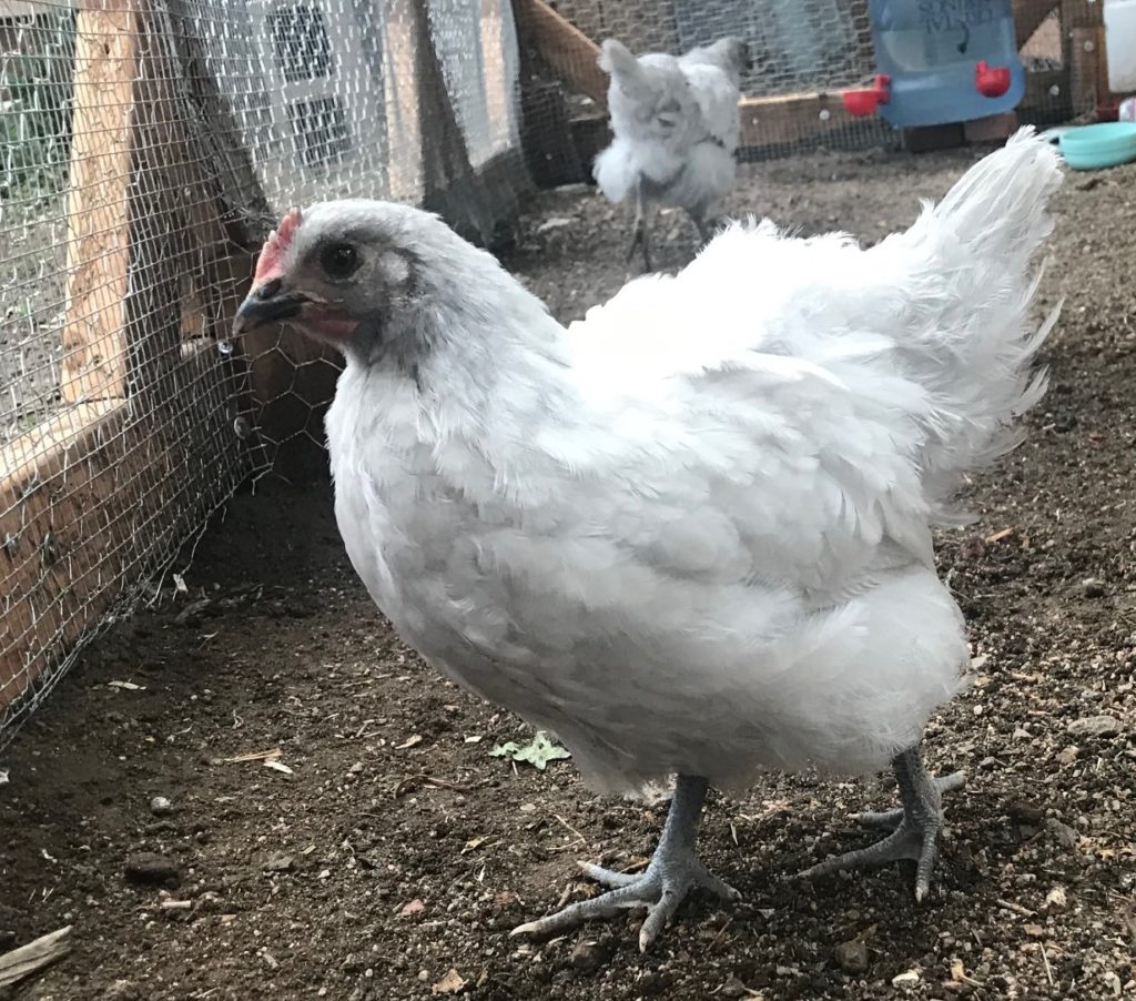 Lavender Orpington Chickens: Perfect Backyard Chicken Breed
