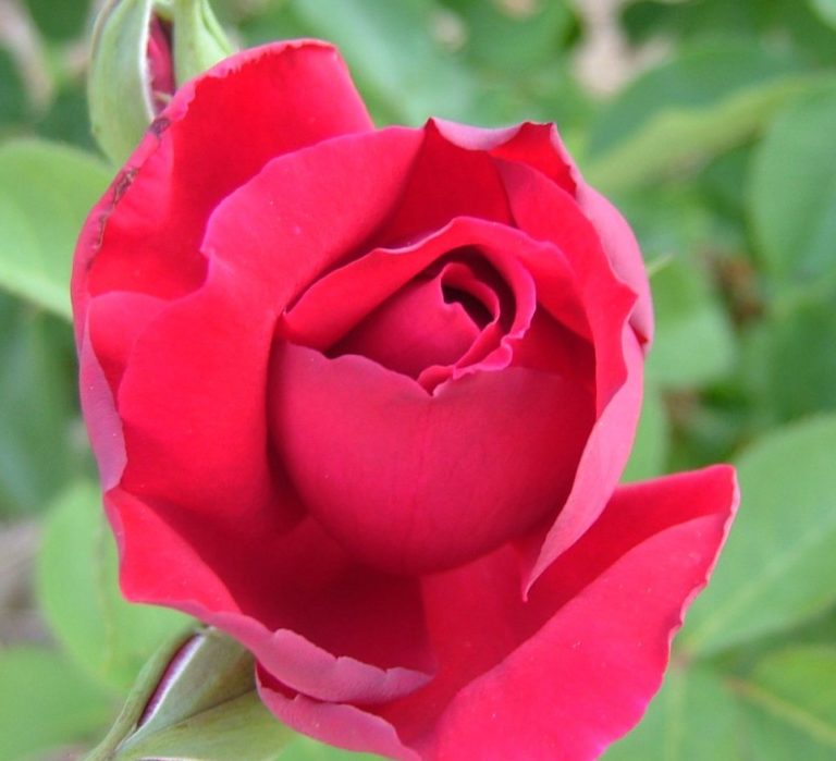 Best Roses for Backyard Gardens - Home, Garden and Homestead