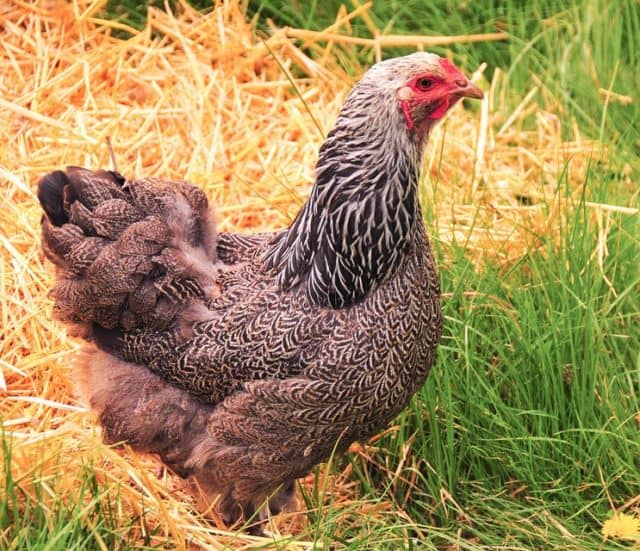 A Beginner’s Guide to Raising Urban Chickens - HG&H