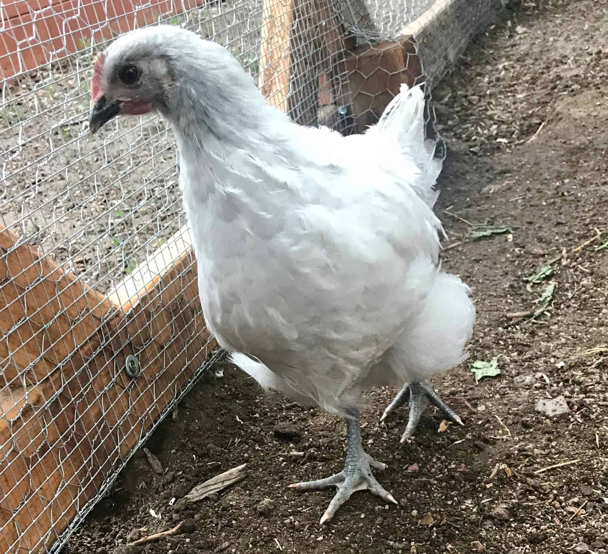 A Beginner’s Guide to Raising Urban Chickens - HG&H