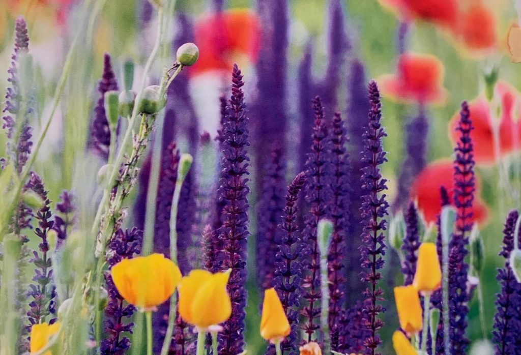 Grow a Mini Wildflower Garden - Home, Garden and Homestead