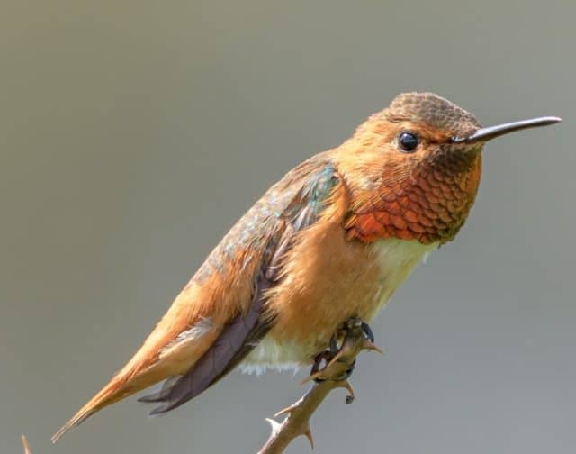 A Guide to American Hummingbirds - Home, Garden and Homestead