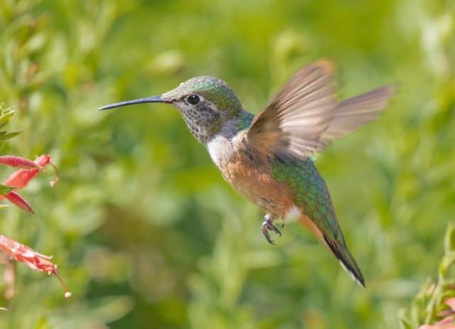 A Guide to American Hummingbirds - Home, Garden and Homestead