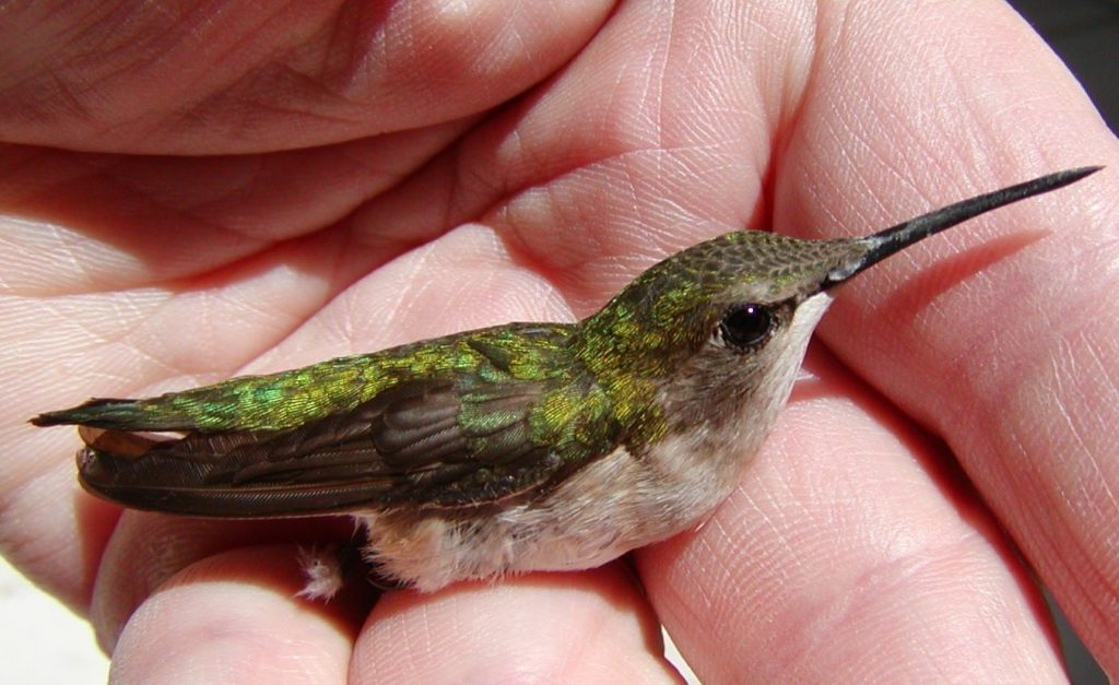 A Guide to American Hummingbirds - Home, Garden and Homestead