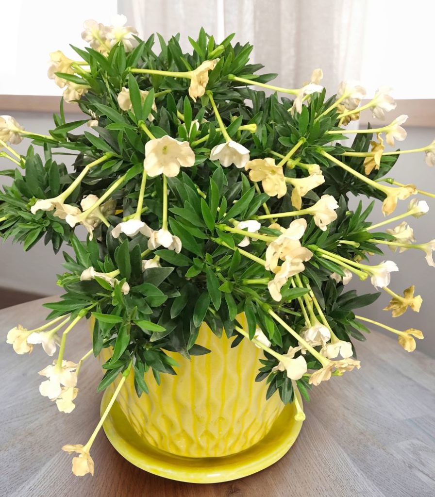 Best Flowering Houseplants - Home, Garden and Homestead