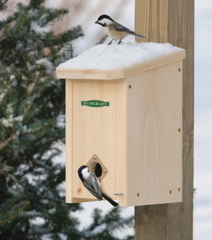 Tips for Winter Bird Feeding and Care - Wild Backyard Birds