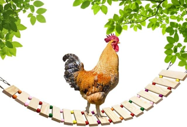 Chicken Enrichment Ideas for Happy, Healthy Chickens
