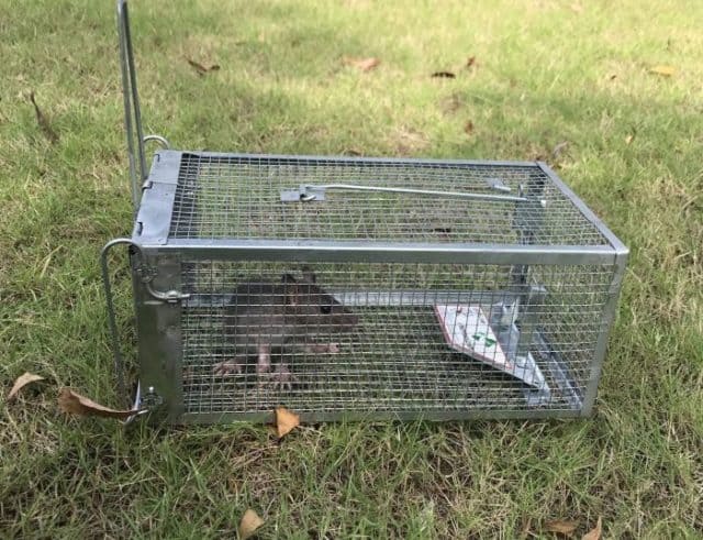 Get Rid of Rats in Your Garden with Traps and Repellents