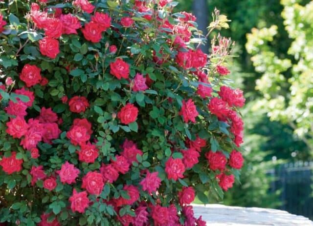 Best Low Maintenance Shrubs - Home, Garden and Homestead
