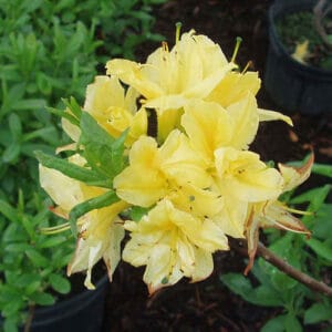 Best Low Maintenance Shrubs - Home, Garden and Homestead