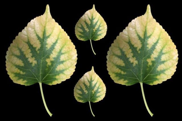Common Nutrient Deficiencies in Plants - Garden, Homestead