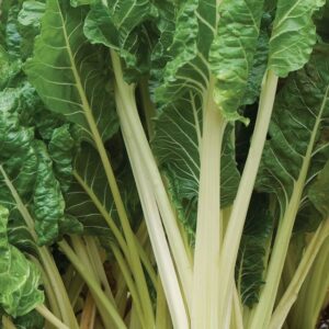 How to Grow Swiss Chard - Easy Garden Tips, Best Varieties