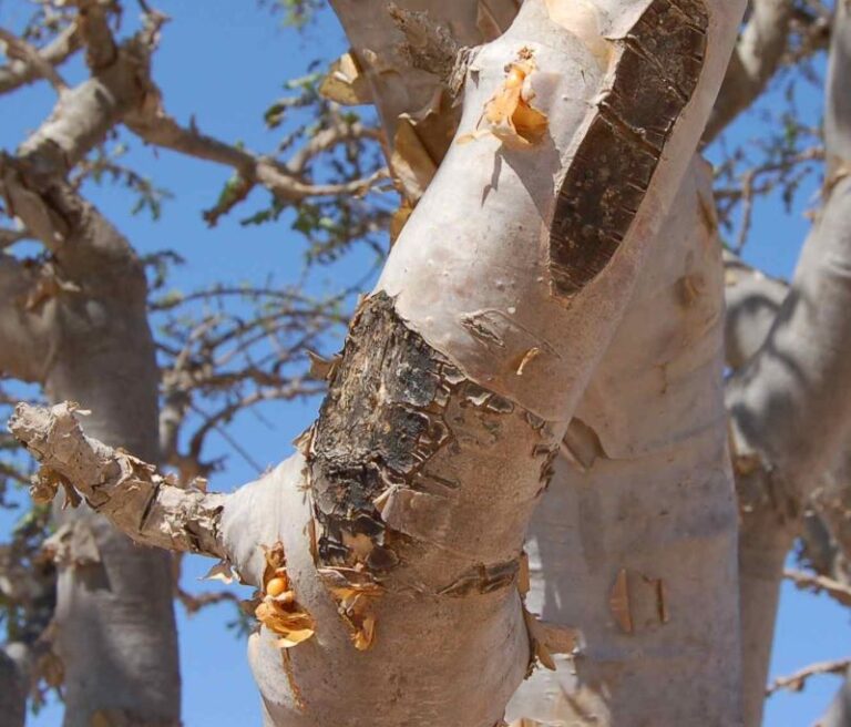 Frankincense and Myrrh: History and Uses - Christmas and More