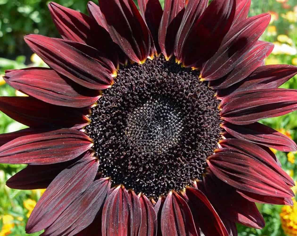 Best Black Plants for a Goth Garden - Home, Garden and Homestead