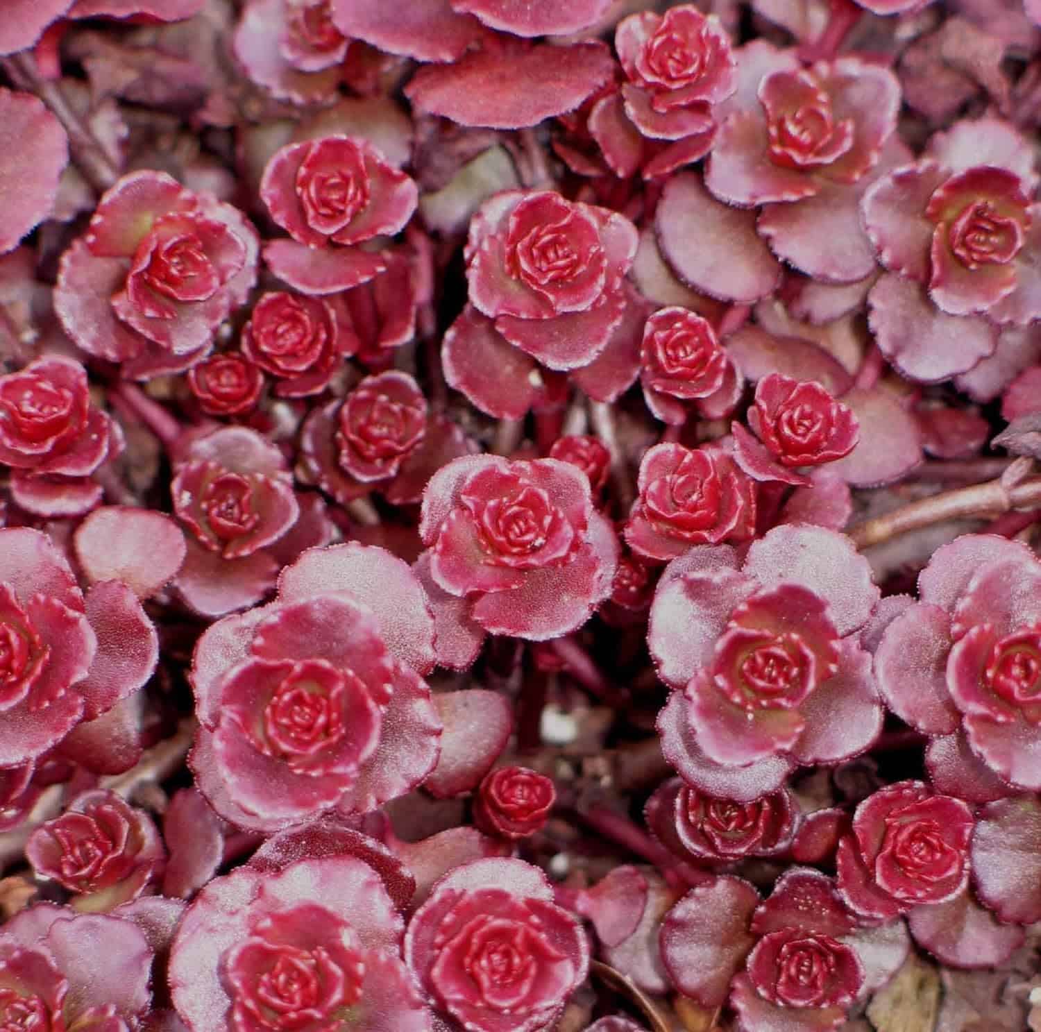 Best Black Plants for a Goth Garden - Home, Garden and Homestead