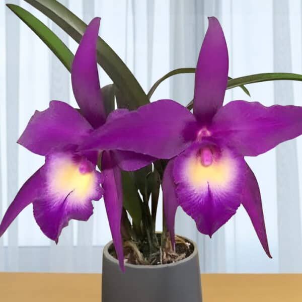 Logee's Greenhouses introduces new tropical houseplants for 2025